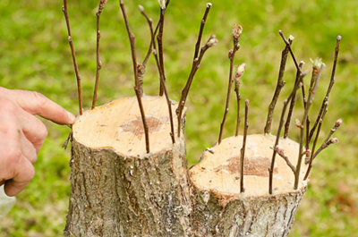 Toutes les techniques pour greffer facilement votre arbre fruitier ...