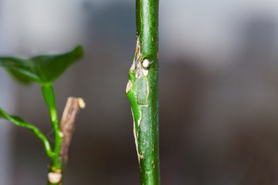 Toutes les techniques pour greffer facilement votre arbre fruitier ...