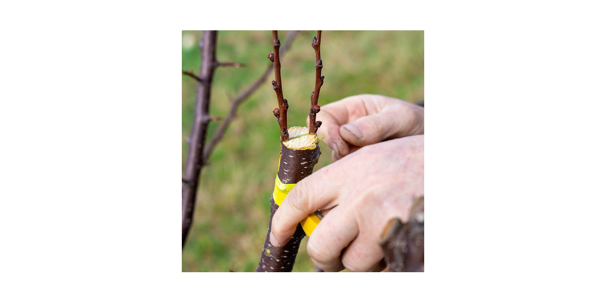 Toutes les techniques pour greffer facilement votre arbre fruitier ...