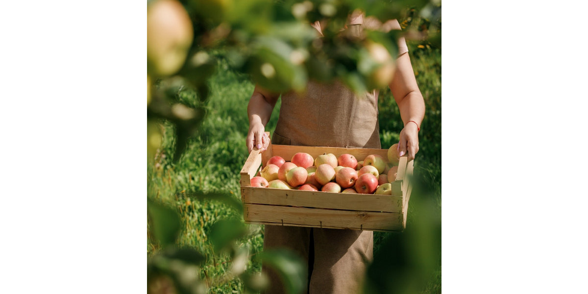 Le guide des équipements incontournables pour récolter vos fruits ...
